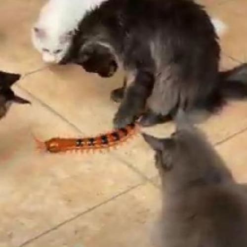 Remote Control Centipede Interactive Cat Toy | RC Centipede Toy for ...