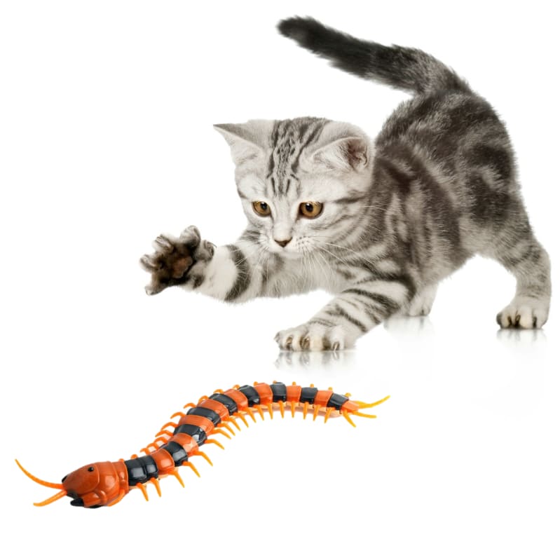 Remote Control Centipede Interactive Cat Toy | RC Centipede Toy for ...